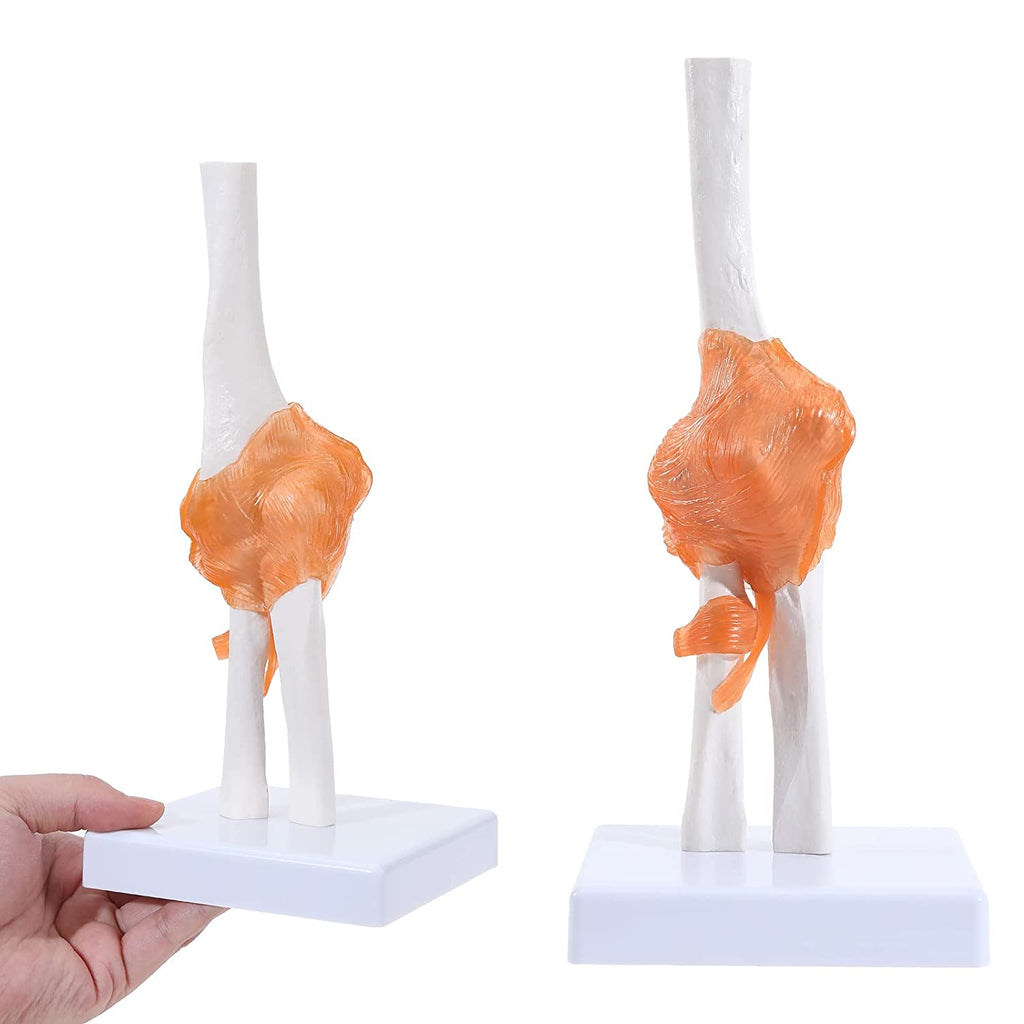 Life Size Human Elbow Joint Model Anatomy Model with Ligaments | LYOU ...