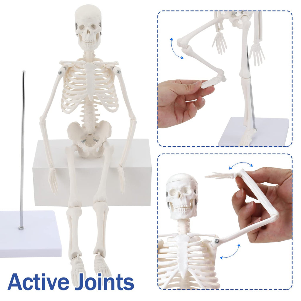 Mini 17.7" Skeleton Model Anatomical Skeleton Models | LYOU Anatomy